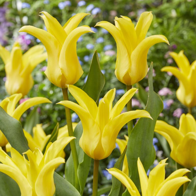 Tulip Crown Jewel - Pack of 6