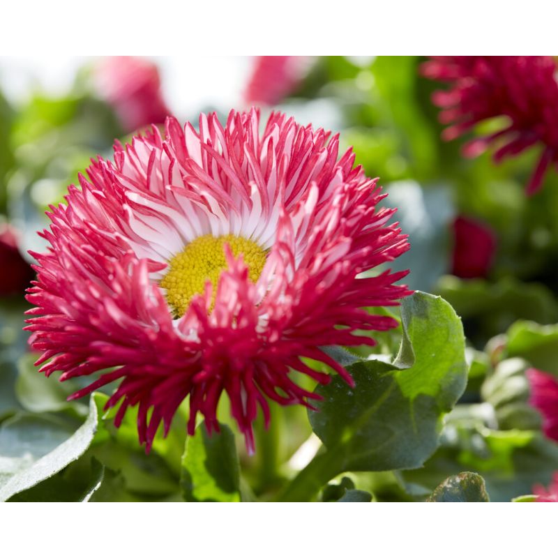 Bellis Large Flowered Bam Bam Red