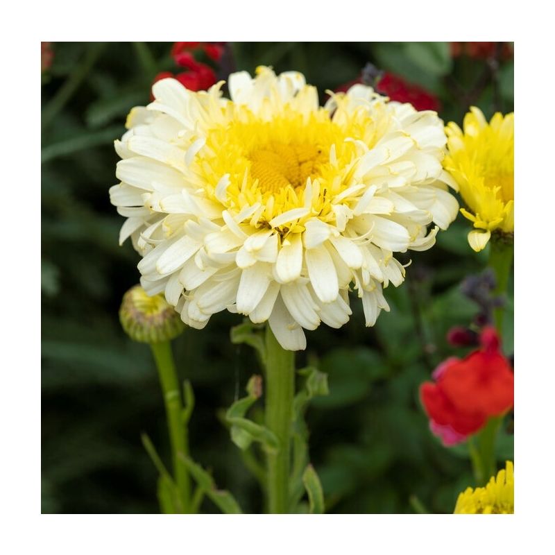 Leucanthemum Real Charmer - Shasta Daisy