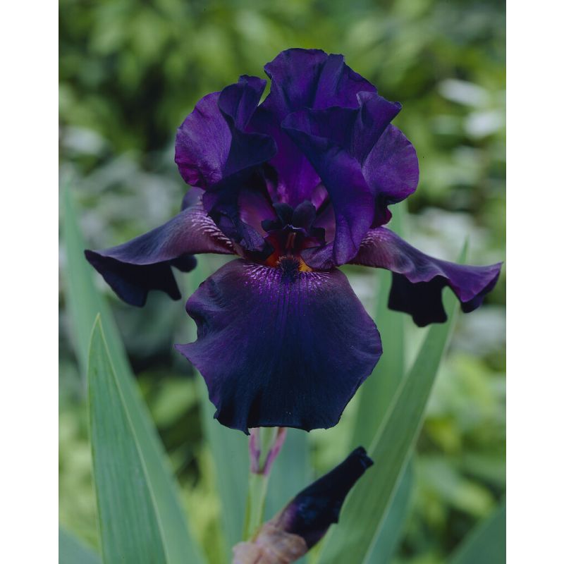 Iris 'Superstition'