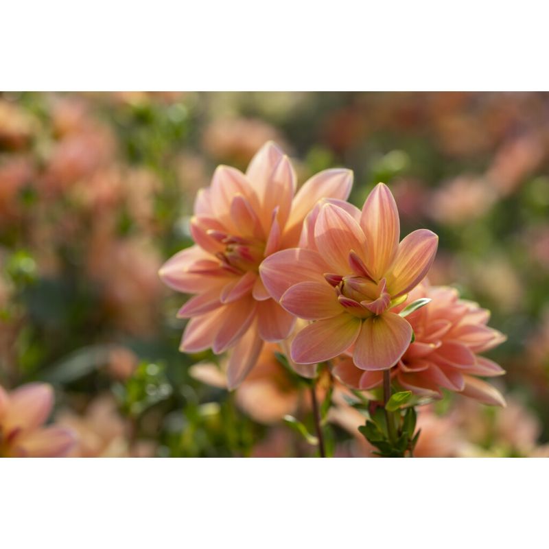 Dahlia - Waterlilly flowered Mister Frans