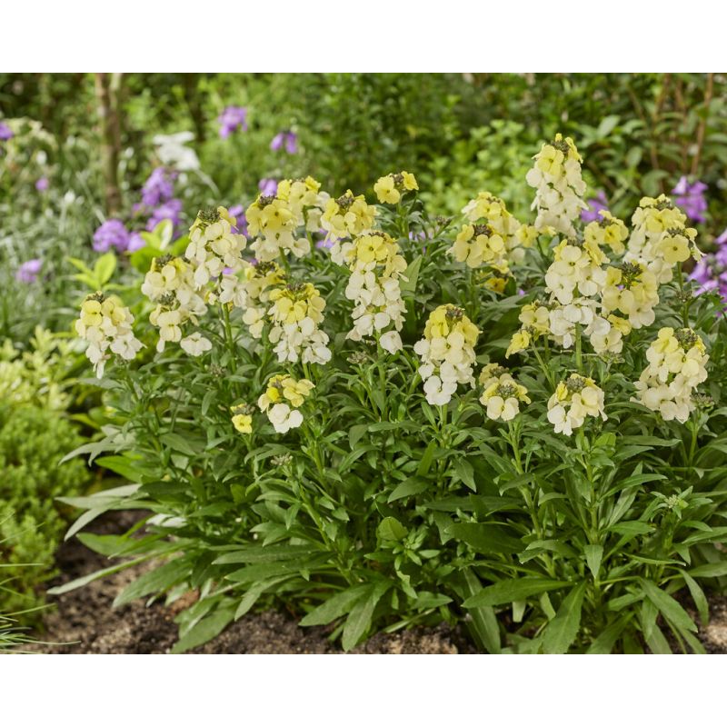 Erysimum Lemon Glow - In Bud and Bloom