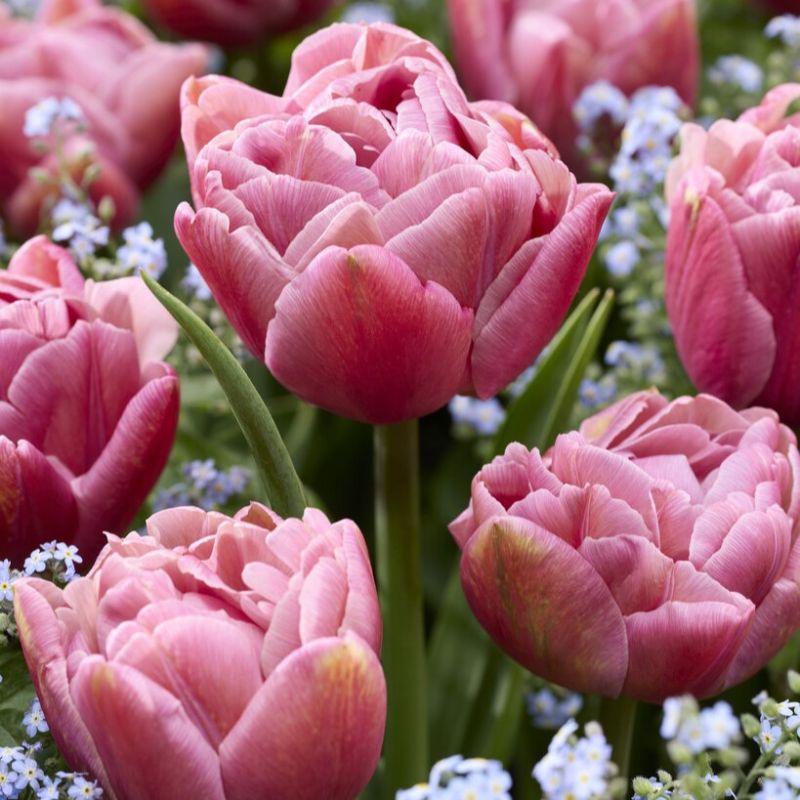 Tulip Beachberry - Pack of 6 Bulbs