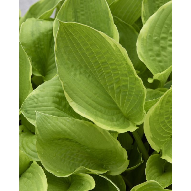 Hosta Frozen Marguerita