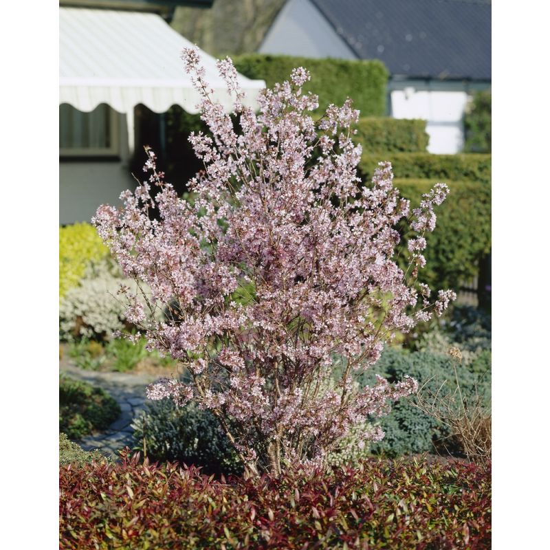 Prunus nipponica var. kurilensis 'Brillant'