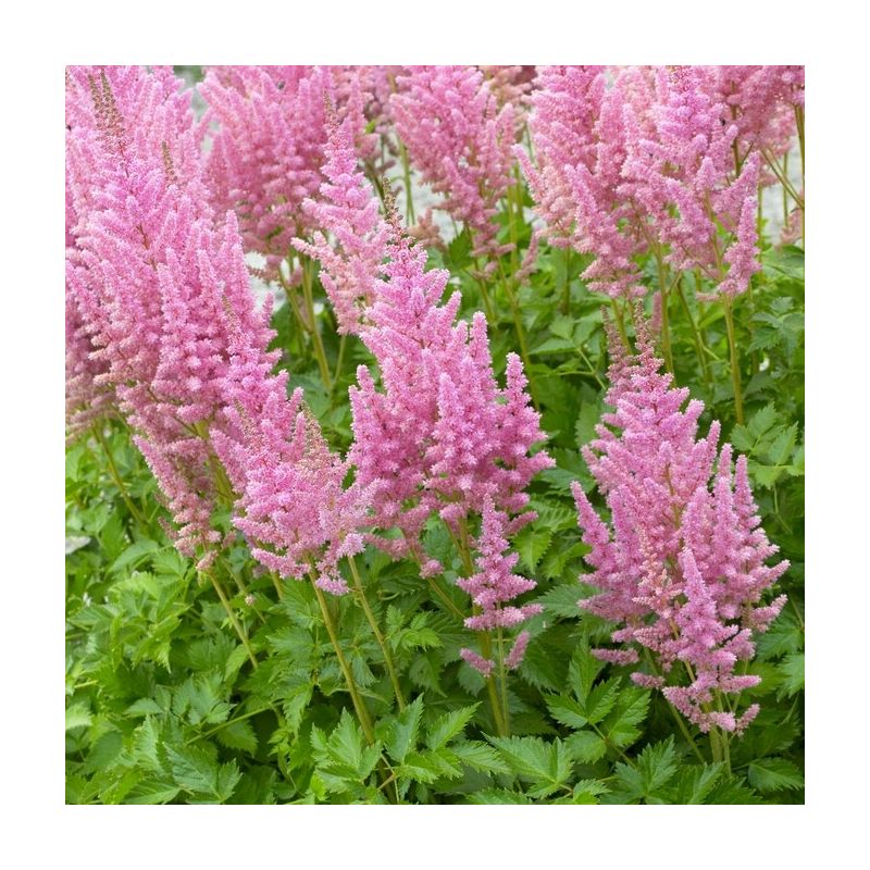 Astilbe Visions in Pink