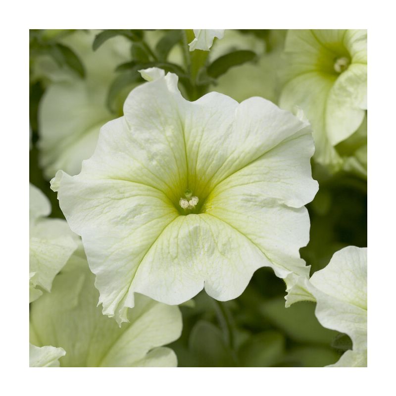 Petunia Surfinia Lime - Trailing Basket & Patio Plant