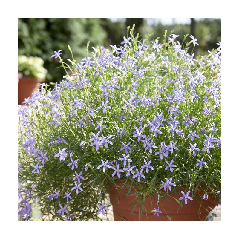 Laurentia 'Avant-Garde Blue'