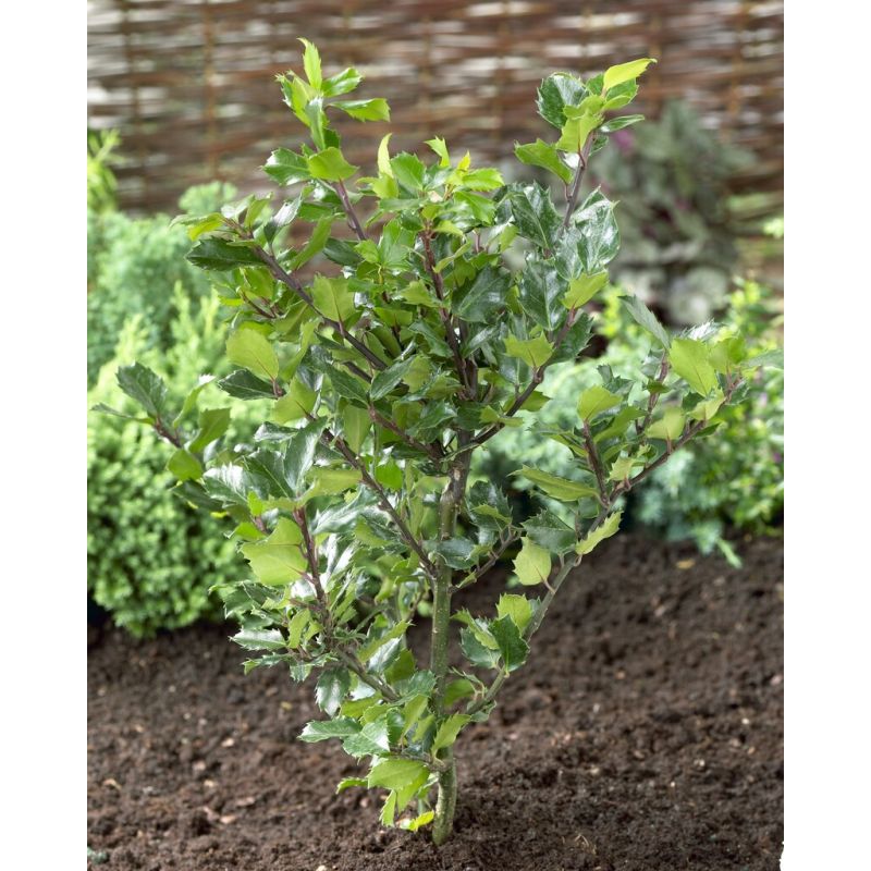 Ilex Blue Prince - Male Holly