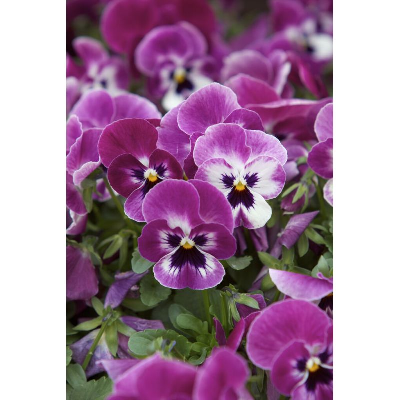 Viola Raspberry in Bud and Bloom