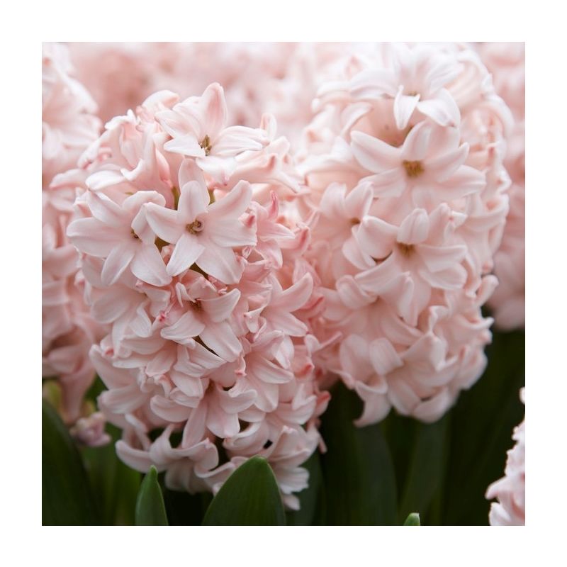 Hyacinth Pink Elephant - Pack of 3