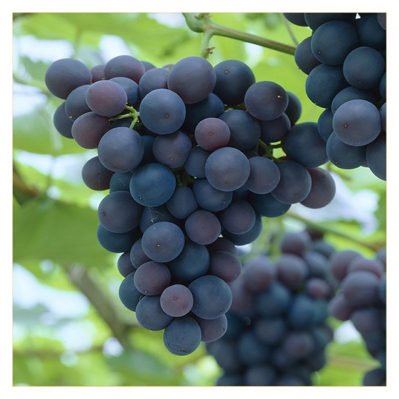 Grape Vine - Vitis Boskoop Glory - Blue Grape