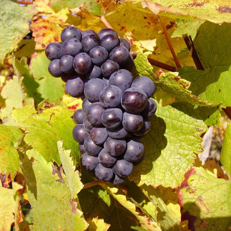 Vitis vinifera 'Rondo' - Large Grape Vine - circa 5-6ft