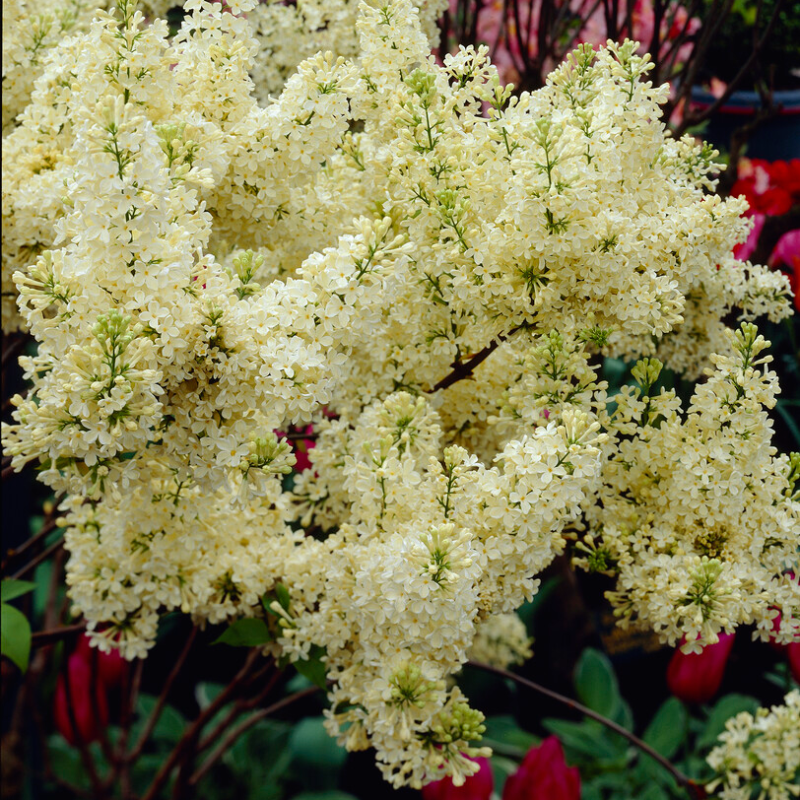 Syringa Vulgaris 'Primrose' - Yellow Flowering Lilac Tree - Circa 140 ...