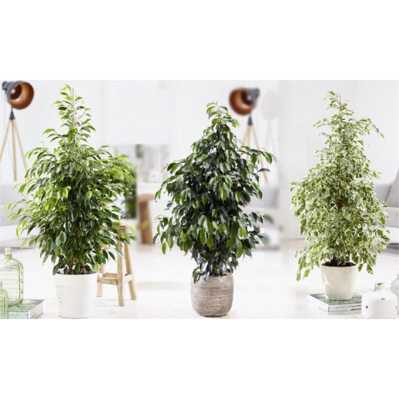 Collection of THREE Different Weeping Fig Trees - Ficus House Plants