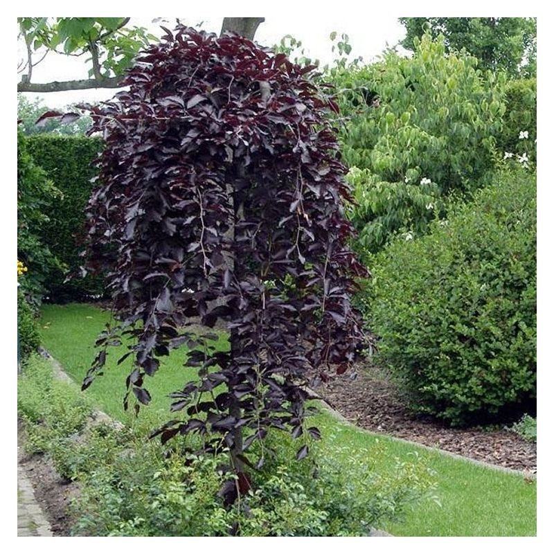 Fagus Sylvatica Purpurea Pendula 'Purple Fountain' - Weeping Copper ...
