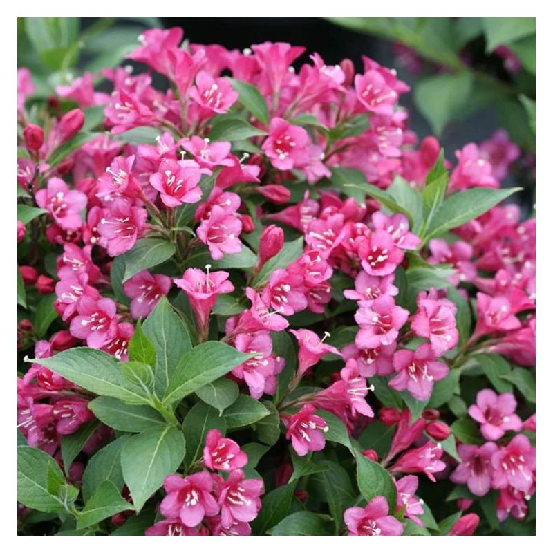 Weigela 'Rumba'