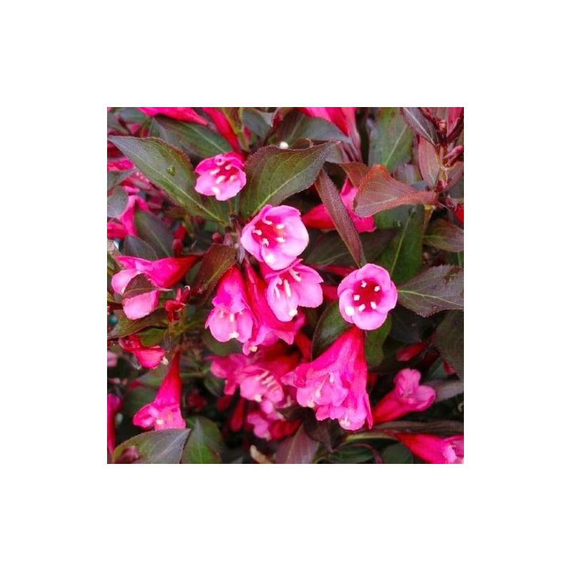 Weigela florida Victoria