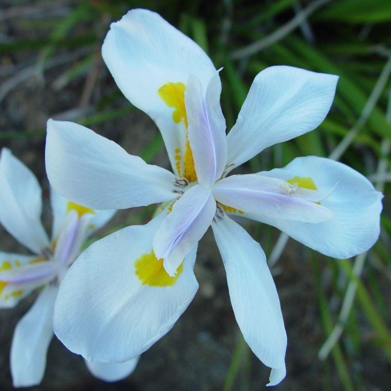 Iris Alaska - Pack of 10 Bulbs