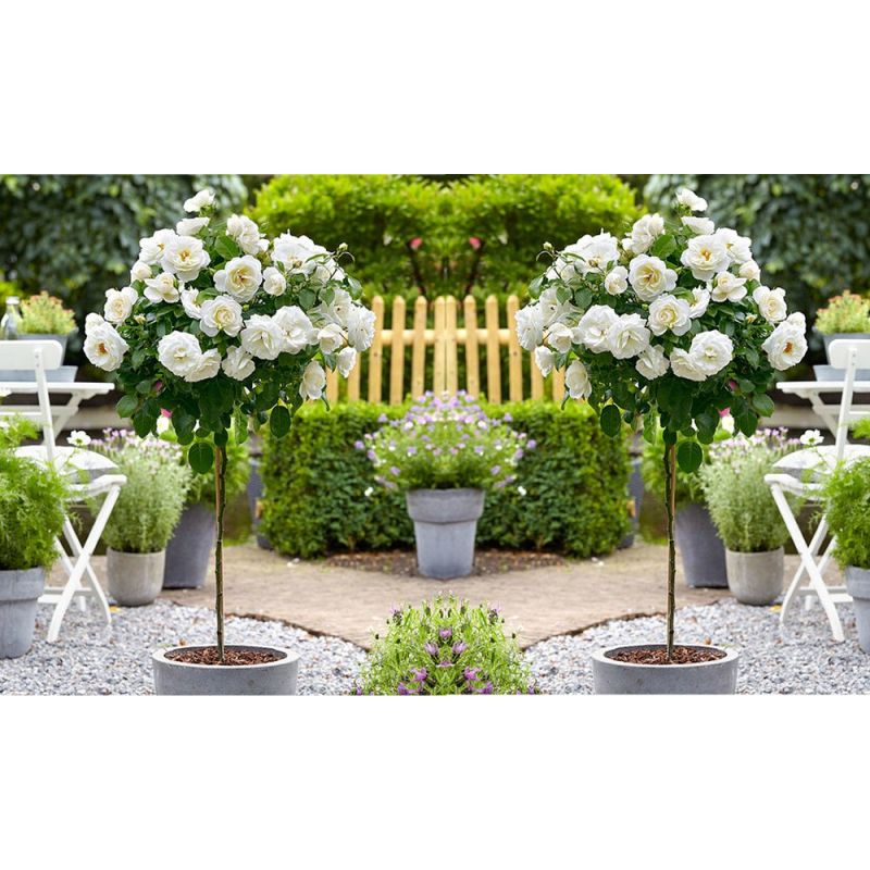 Pair of PATIO Standard WHITE Flowering PATIO Rose Trees