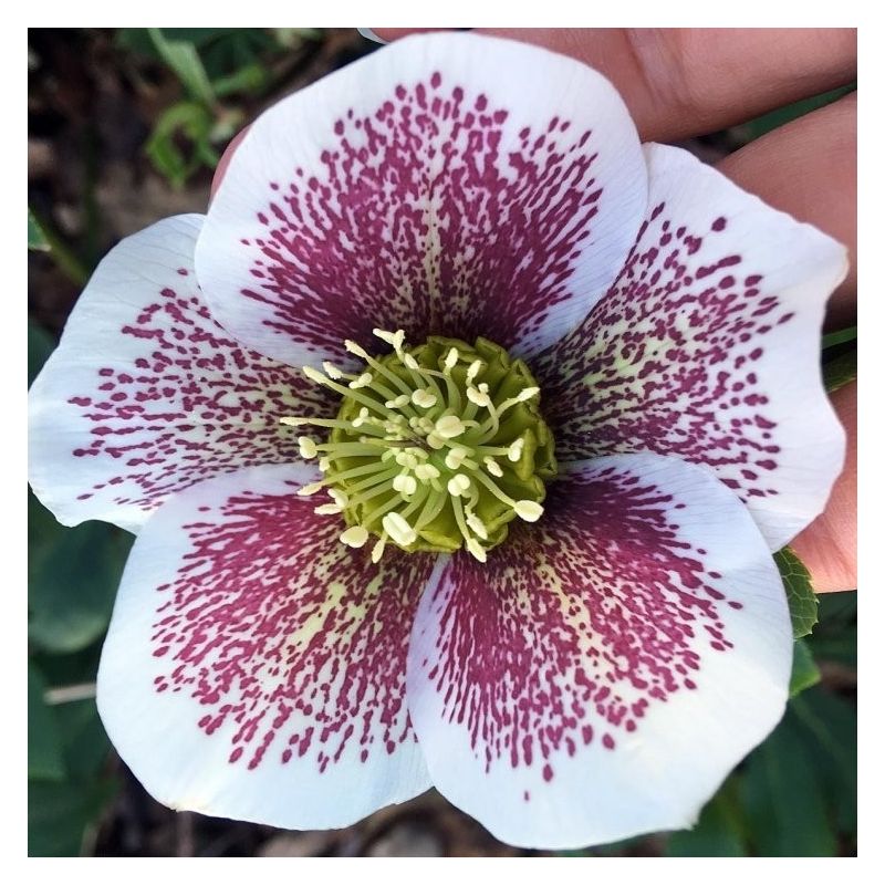 Helleborus orientalis Pretty Ellen White Spotted - Hellebore