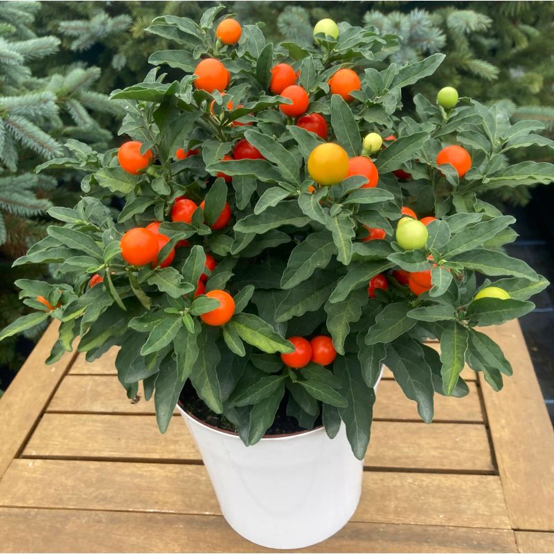 Winter Cherry Plant covered in berries