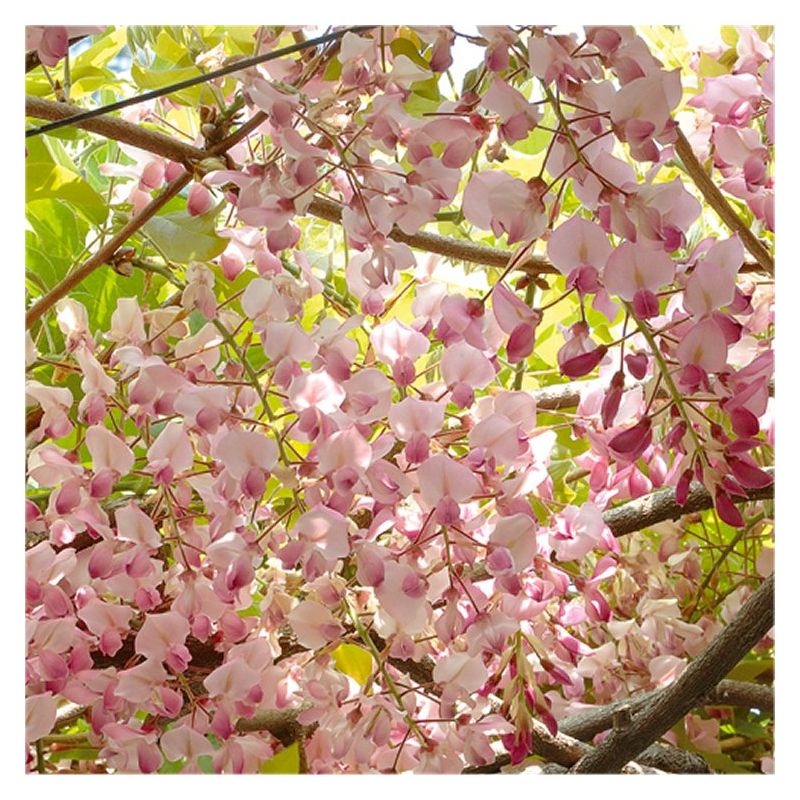 Extra Large Weeping Standard - Wisteria floribunda Honbeni - Pink Ice ...