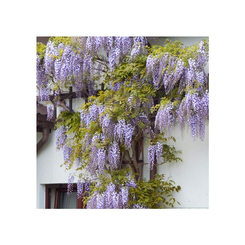 Wisteria sinensis Prolific - Blue Climbing Wisteria
