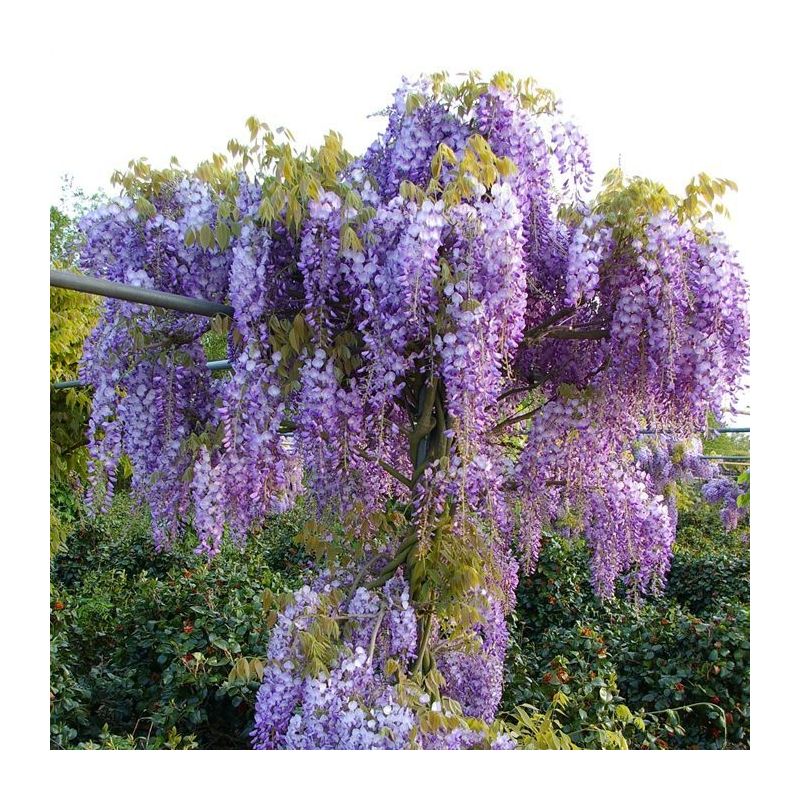 Wisteria sinensis Prolific - Blue Climbing Wisteria circa 5-6ft