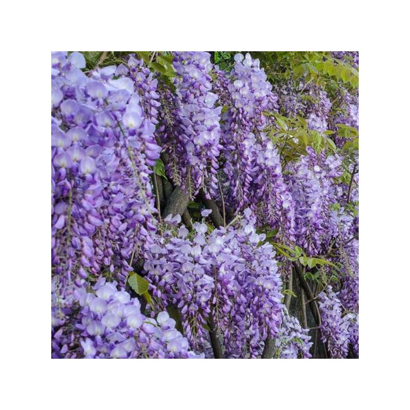 Wisteria sinensis Prolific - Blue - Large Specimen Plant 6-7ft