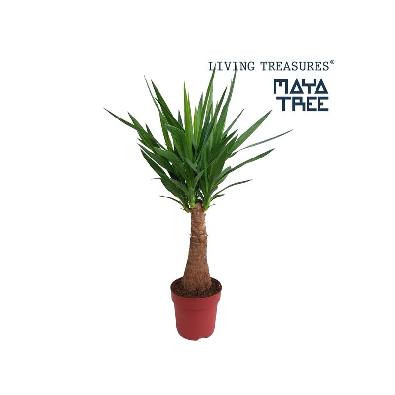 Indoor Yucca - Maya Tree - Perfect to Brighten up the Home - 120-130cm