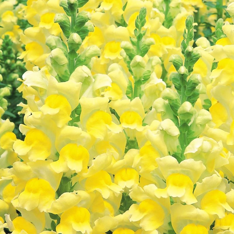 Snapdragon - Antirrhinum Liberty Yellow