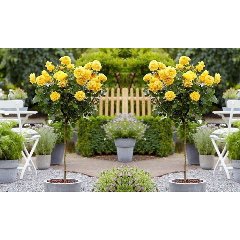 Pair of Standard YELLOW Flowering Patio Rose Trees