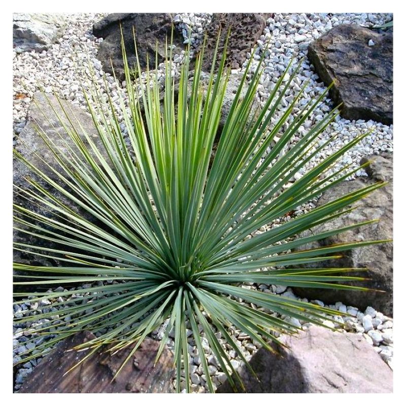 Yucca Rostrata - Hardy Beaked Yucca - LARGE