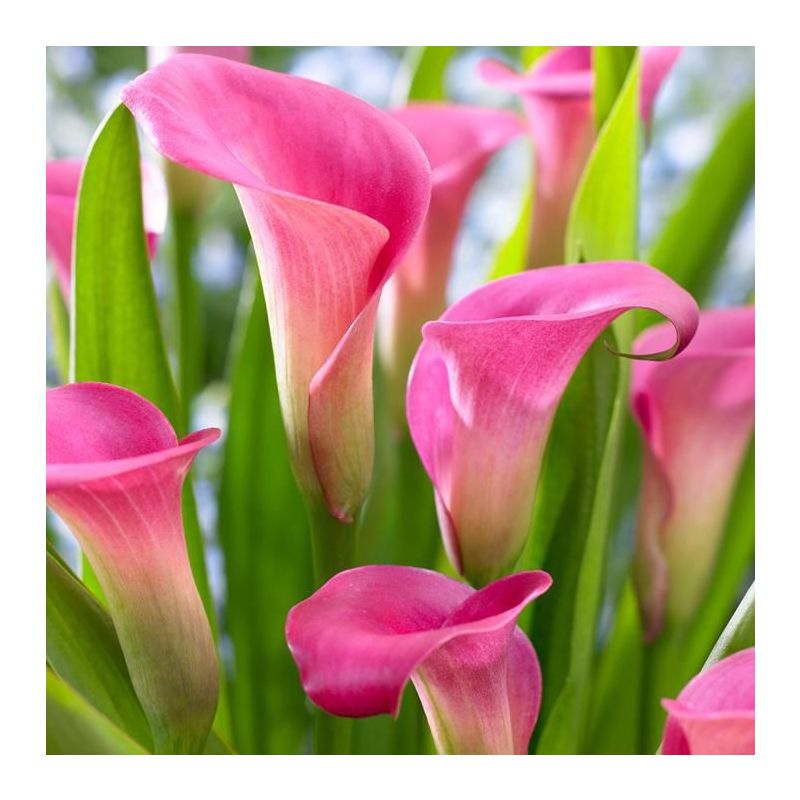 Beautiful Pink Calla Lily in Bud & Bloom