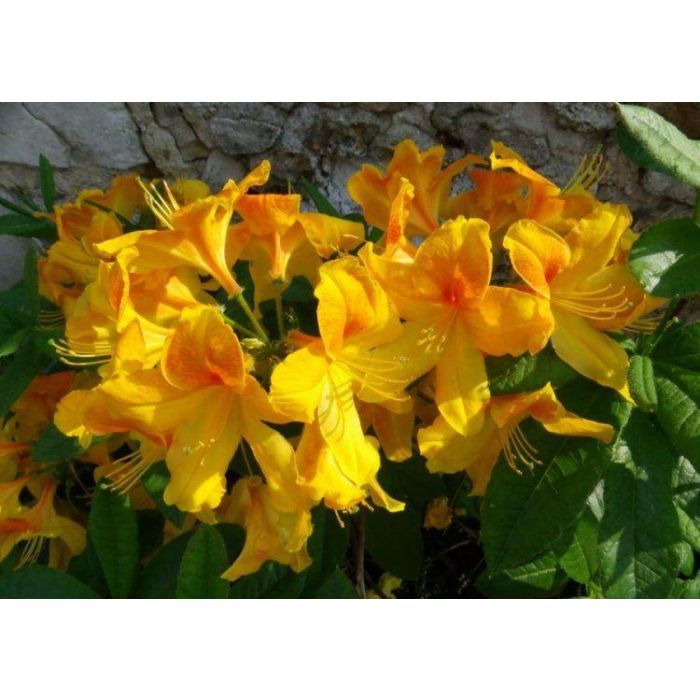 Azalea mollis Luteum - Rare Golden Egg Yolk Yellow Deciduous Azalea