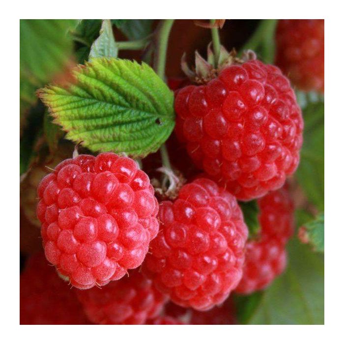 Raspberry Ruby Beauty - Dwarf Summer Fruiting Raspberry Plants