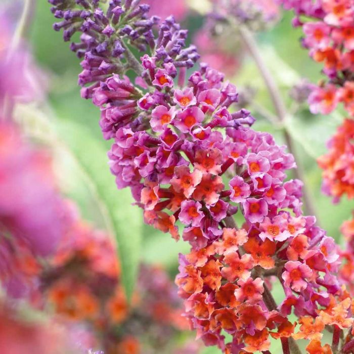 LARGE Buddleia Flower Power - Amazing Bicolour Flowered Butterfly Bush ...
