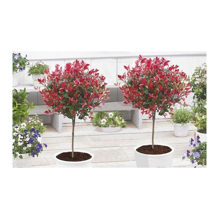 PAIR of Evergreen Photinia Little Red Robin Trees - 100cm