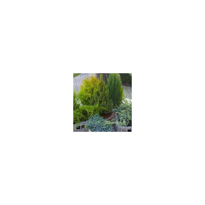 Dwarf Slow Growing Conifers - Collection of 5 Different Contrasting Plants
