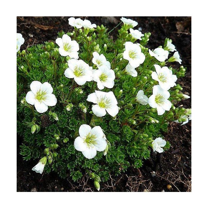 Saxifraga Mossy WHITE - Cushion Saxifrage Plants