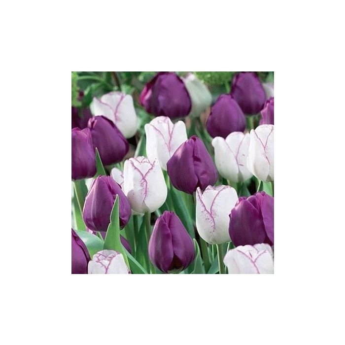 Tulip Simply Irresistible - Pack of 25 Bulbs