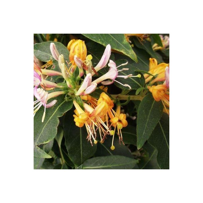Large 6-7ft Specimen Climber - Lonicera Caprilia Ever - Honeysuckle
