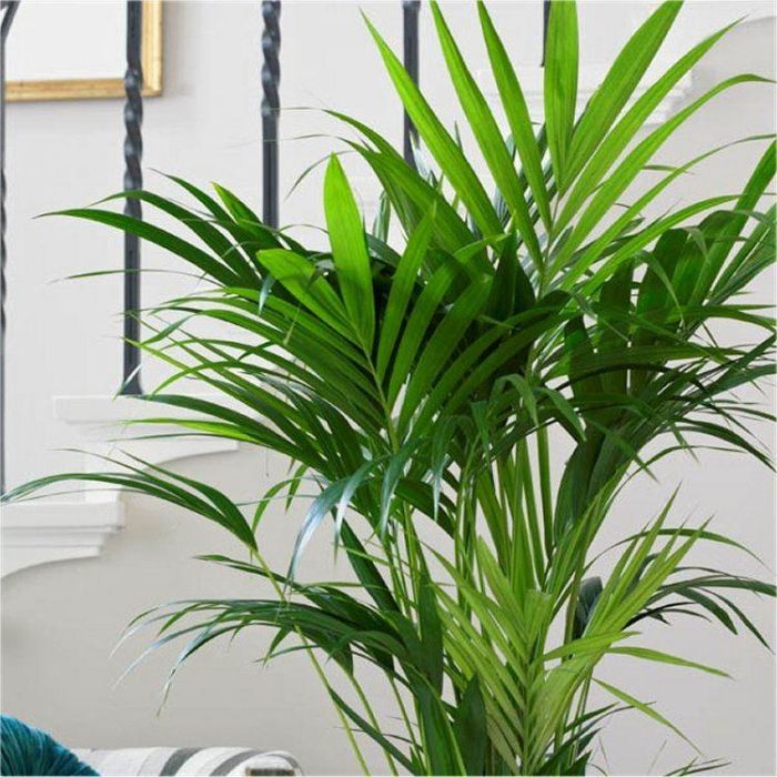 Howea forsteriana - KENTIA PALM - The best palm for indoors - 100-130cm ...
