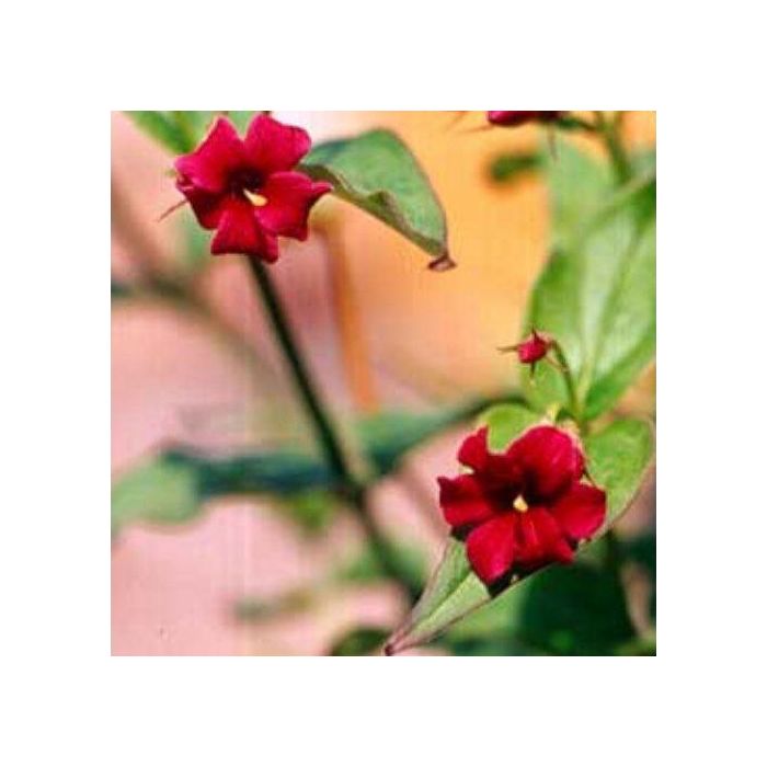 Large 6ft Jasminum beesianum - Rare Red Jasmine