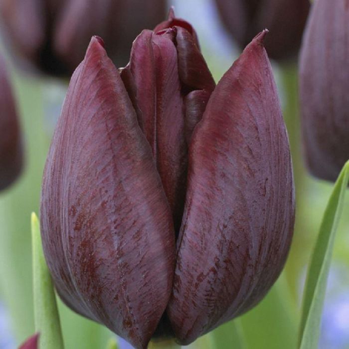 Tulipa Ronaldo - Maroon Purple Tulips - Pack of 8