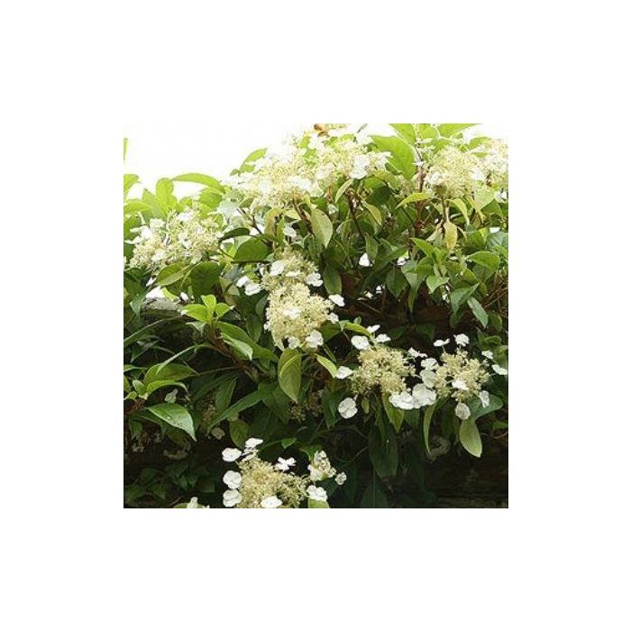 Pileostegia viburnoides - Evergreen Climbing Hydrangea