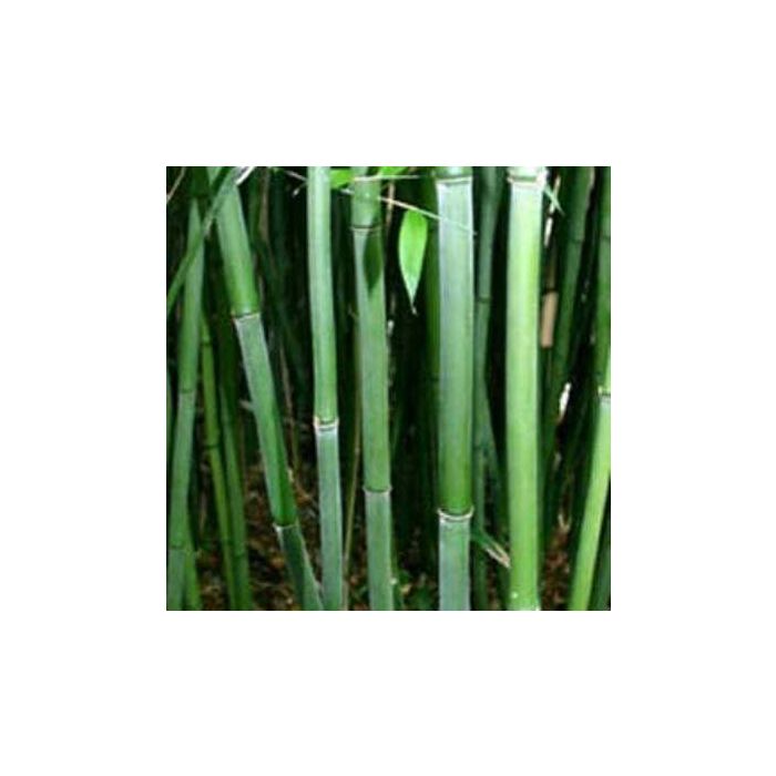 Phyllostachys Bissetii - Green Bamboo