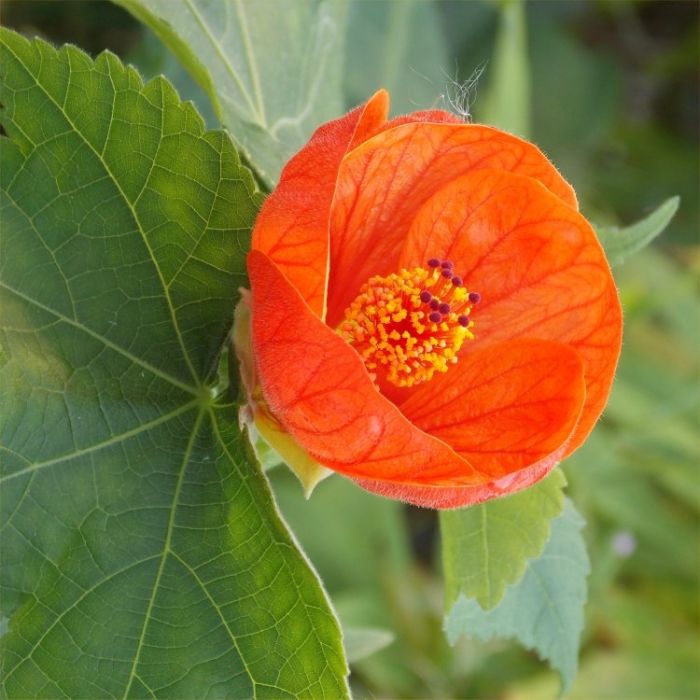 Abutilon hybrida ORANGE - Flowering Maple - Patio Tree