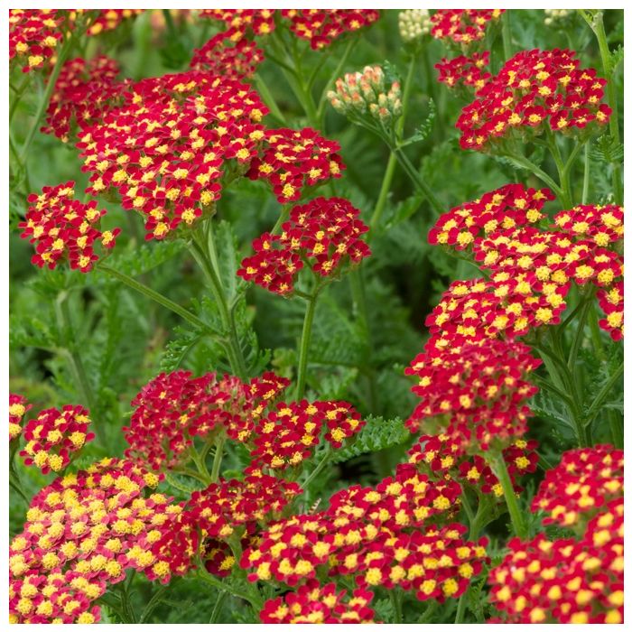 Achillea millefolium Milly Rock Red - Yarrow